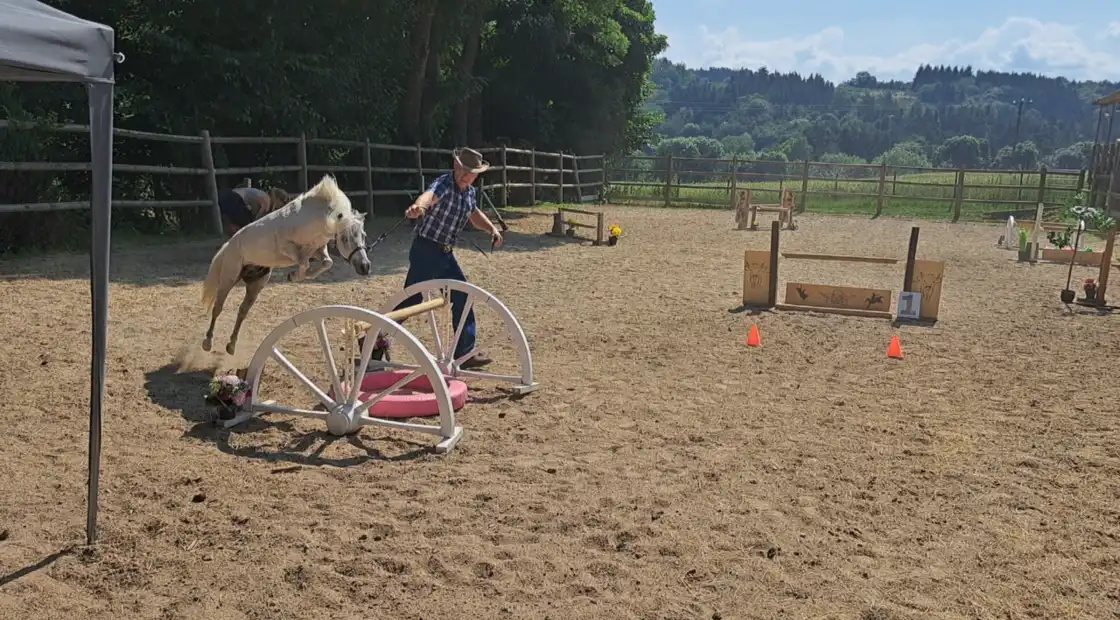 Cheval miniature américain | Salon du Cheval 2025